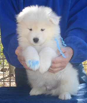 Braveheart Samoyeds