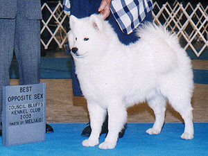 Braveheart Samoyeds